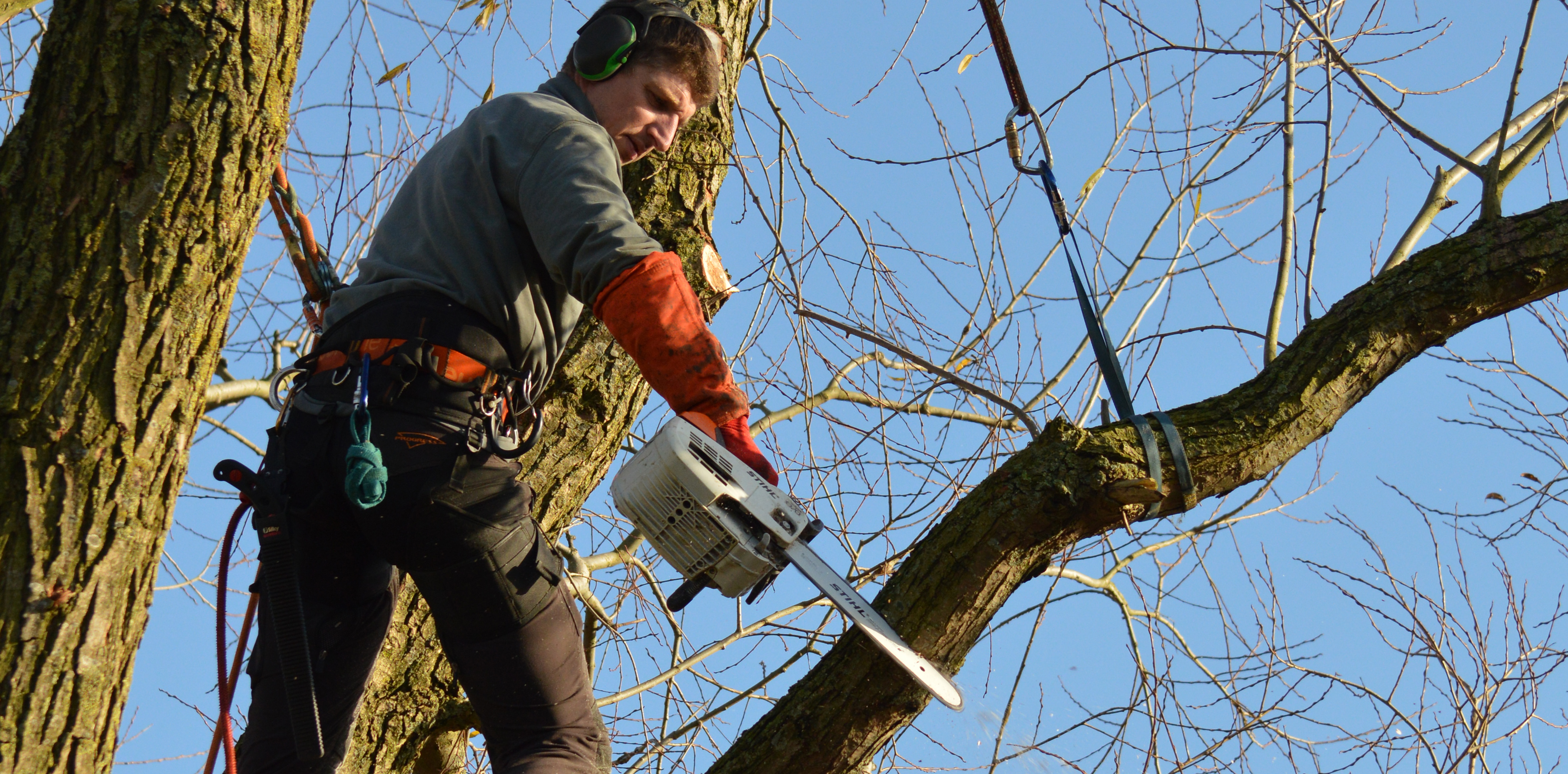 Taille d'arbres et élagage par Xavier Derycke - Cimea
